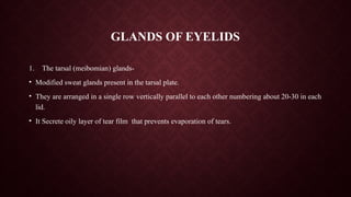 EYELIDS- ANATOMY, STRUCTURE, LAYERS & EYELID GLANDS | PPTX