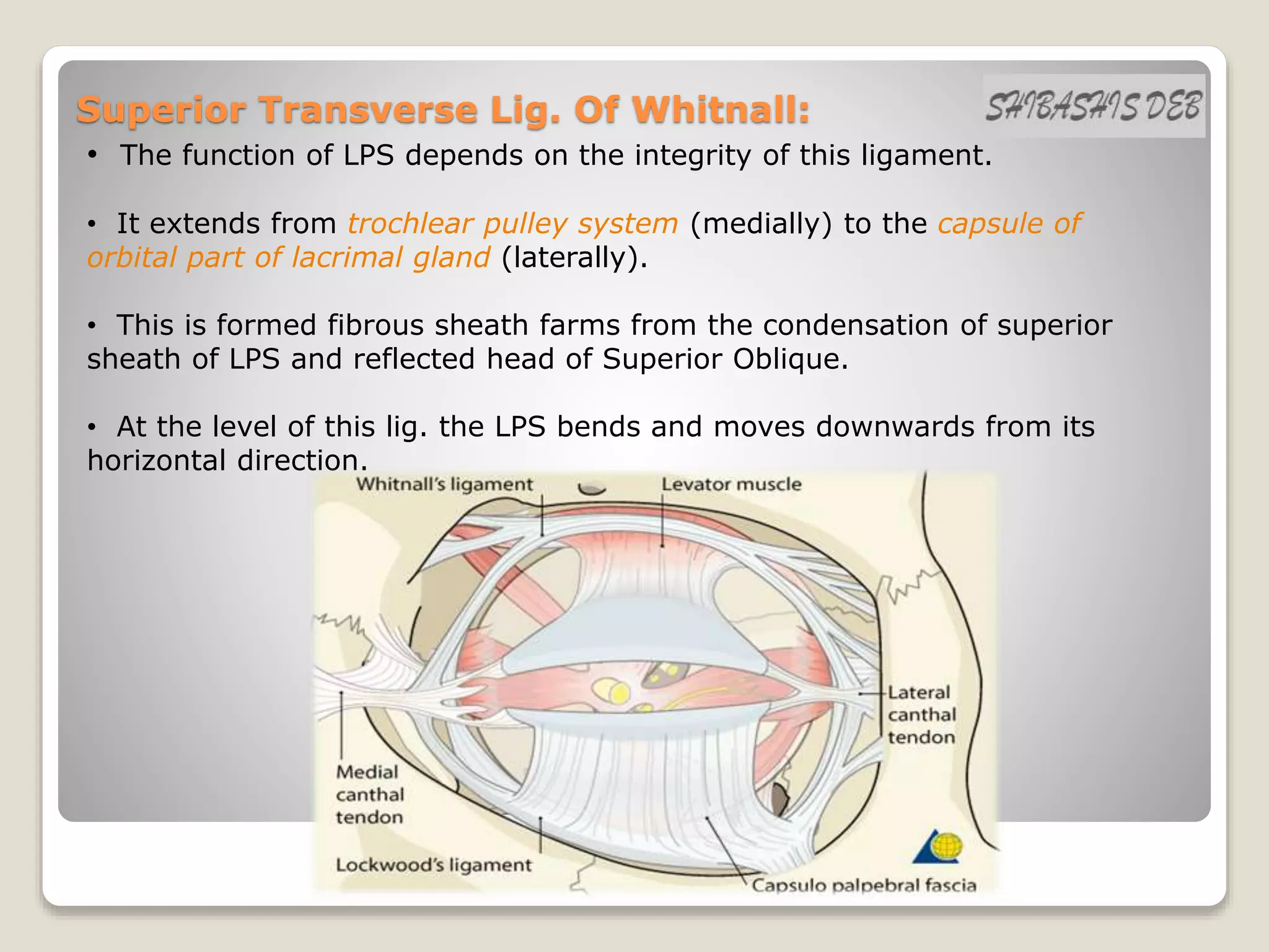 Anatomy of eyelids | PPTX