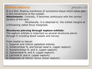 Anatomy of eyelids | PPTX