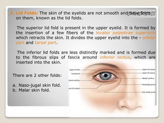 Anatomy of eyelids | PPTX
