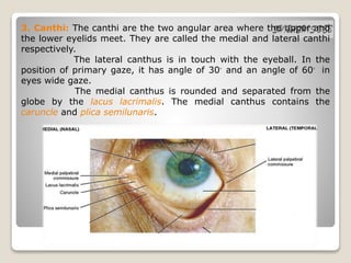 Anatomy of eyelids | PPT