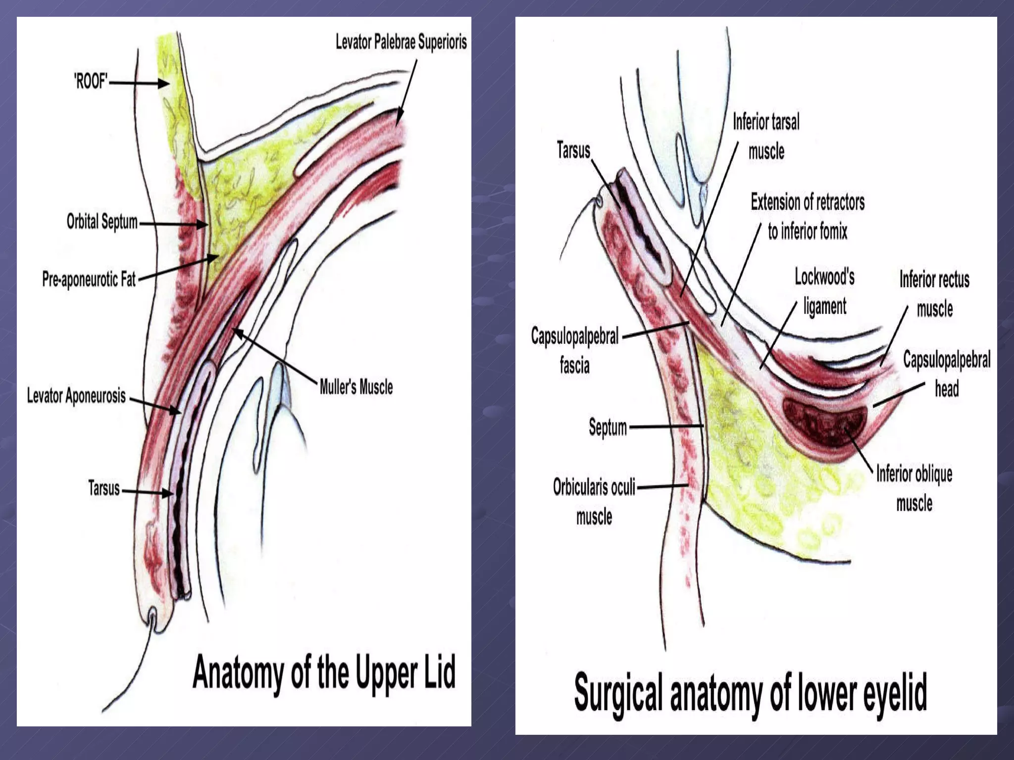 Anatomy of Eyelids | PPT