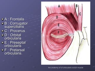 Anatomy of Eyelids | PPT