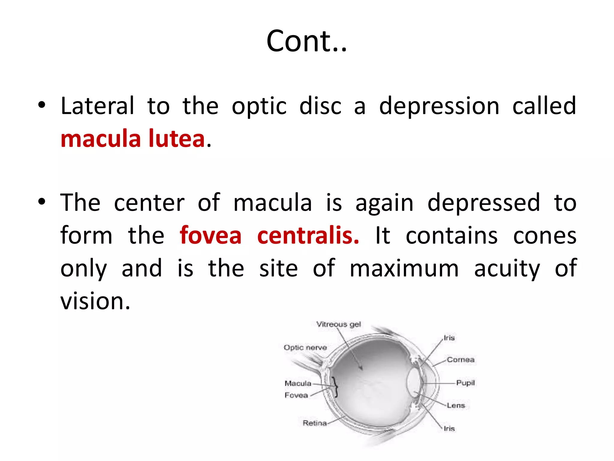ANATOMY OF EYE n.pdf