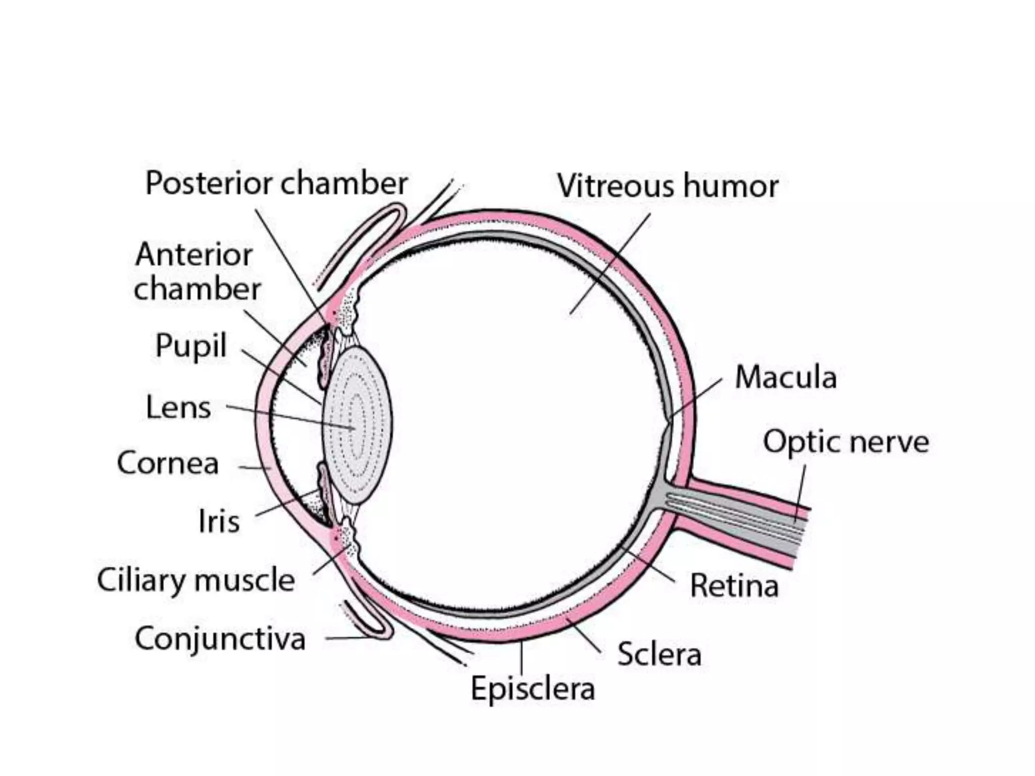 ANATOMY OF EYE n.pdf