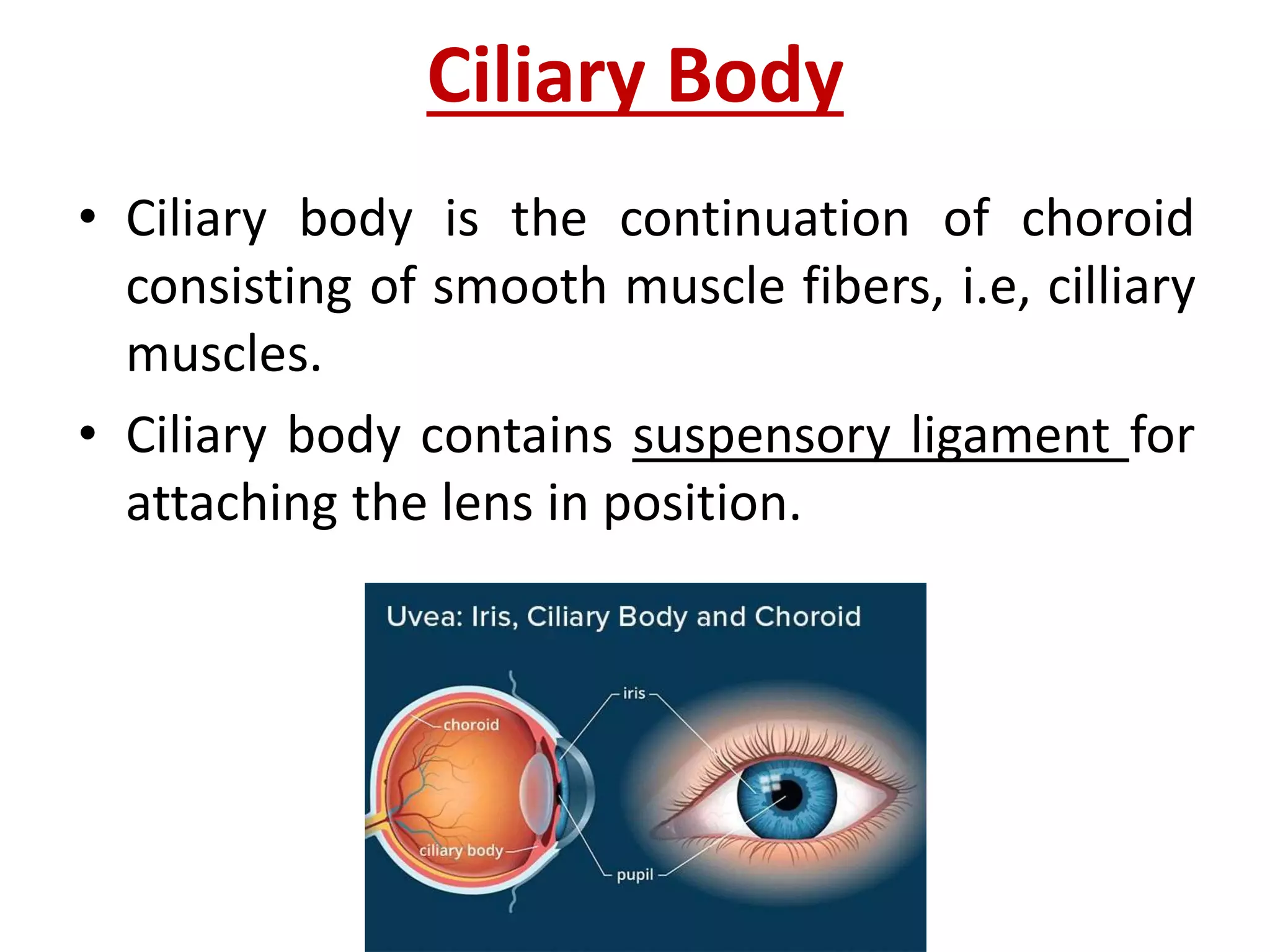 ANATOMY OF EYE n.pdf