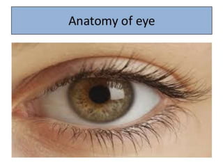 ANATOMY OF EYE n.pdf