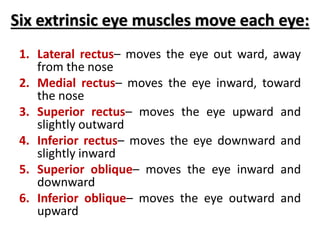 ANATOMY OF EYE n.pdf