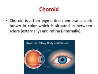 ANATOMY OF EYE n.pdf