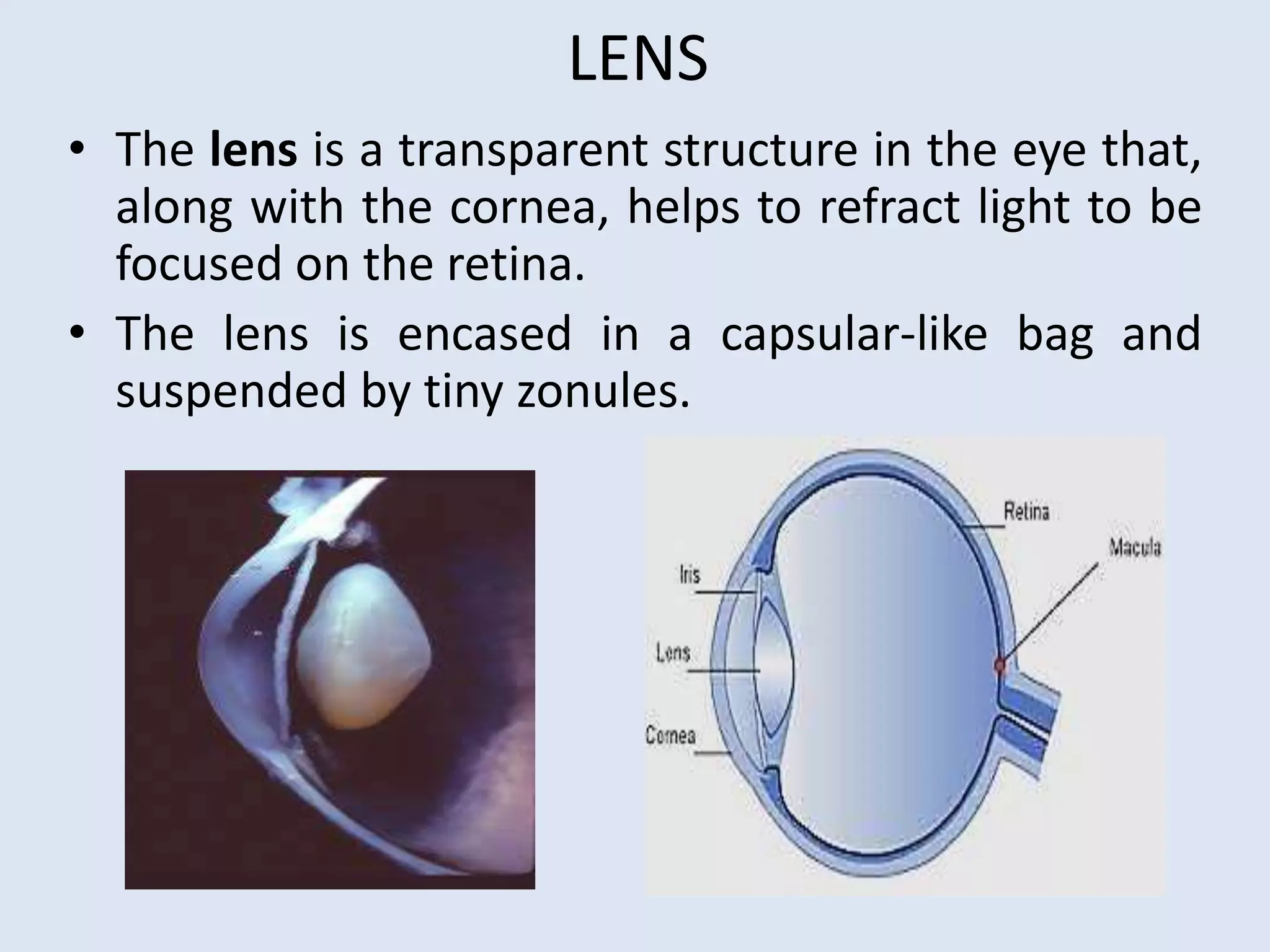 Anatomy of eye neelesh | PPTX
