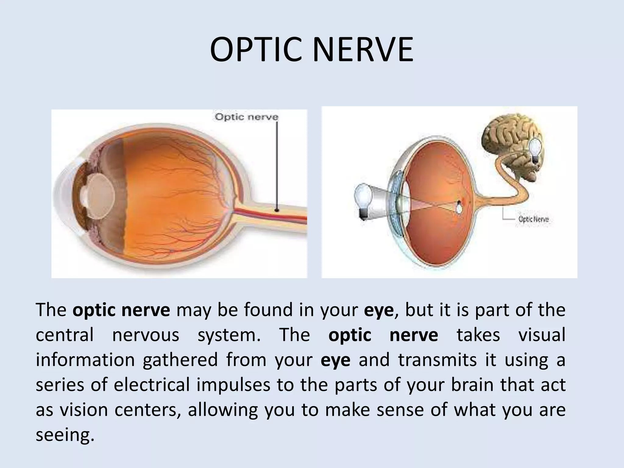 Anatomy of eye neelesh | PPTX
