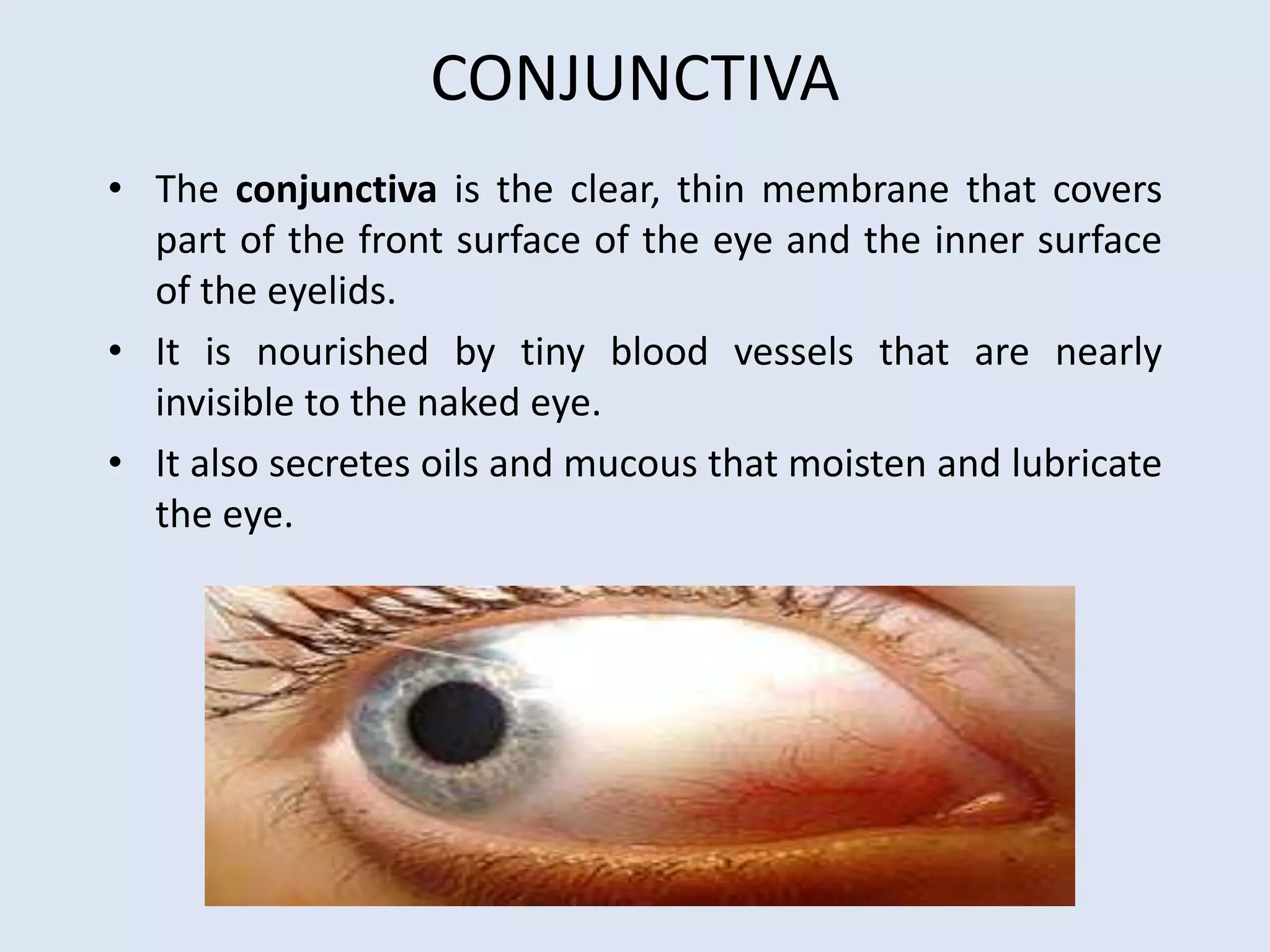 Anatomy of eye neelesh | PPTX