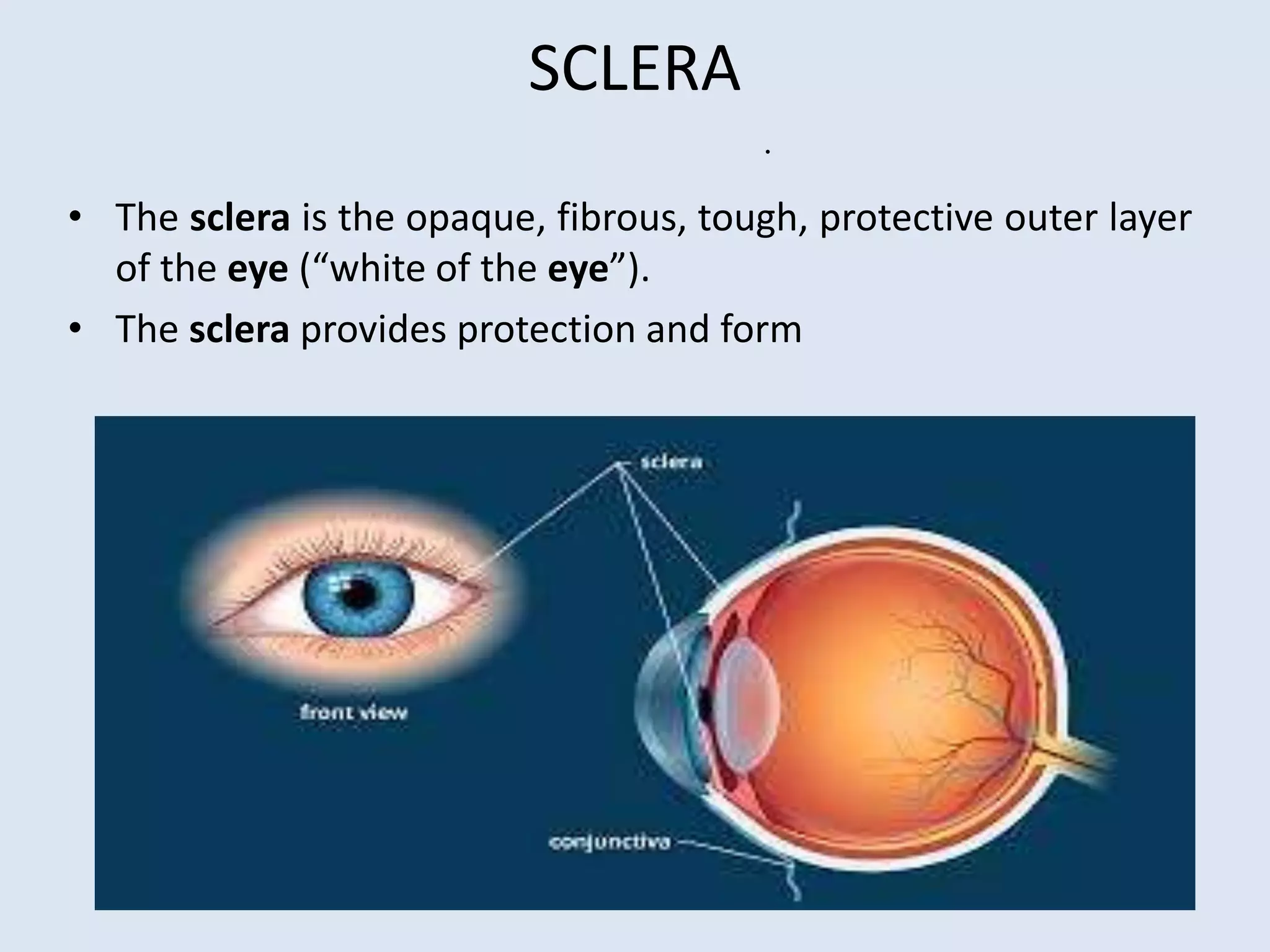 Anatomy of eye neelesh | PPTX