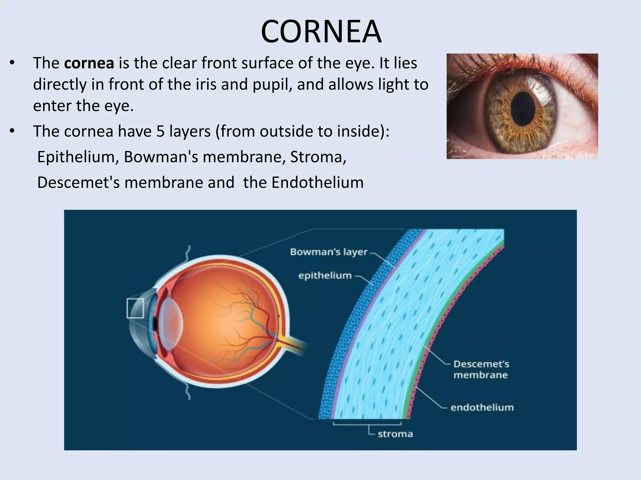 Anatomy of eye neelesh | PPTX
