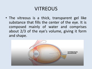 Anatomy of eye neelesh | PPTX