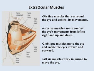 Anatomy of eye neelesh | PPTX | Eye and Vision Conditions | Diseases ...