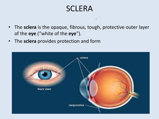 Anatomy of eye neelesh | PPTX | Eye and Vision Conditions | Diseases ...