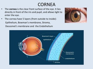 Anatomy of eye neelesh | PPTX