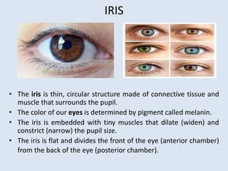 Anatomy of eye neelesh | PPTX | Eye and Vision Conditions | Diseases ...