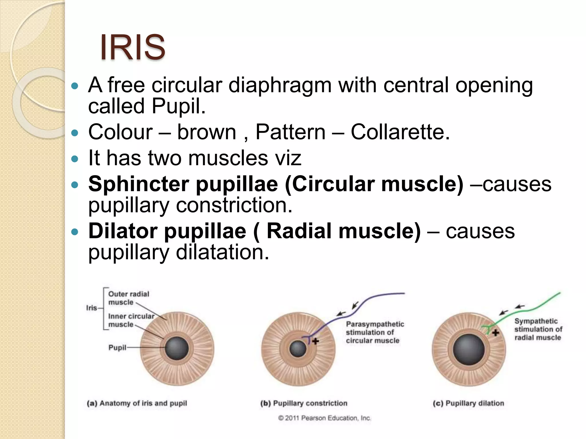 Anatomy of eye, oculocardiac reflex | PPTX