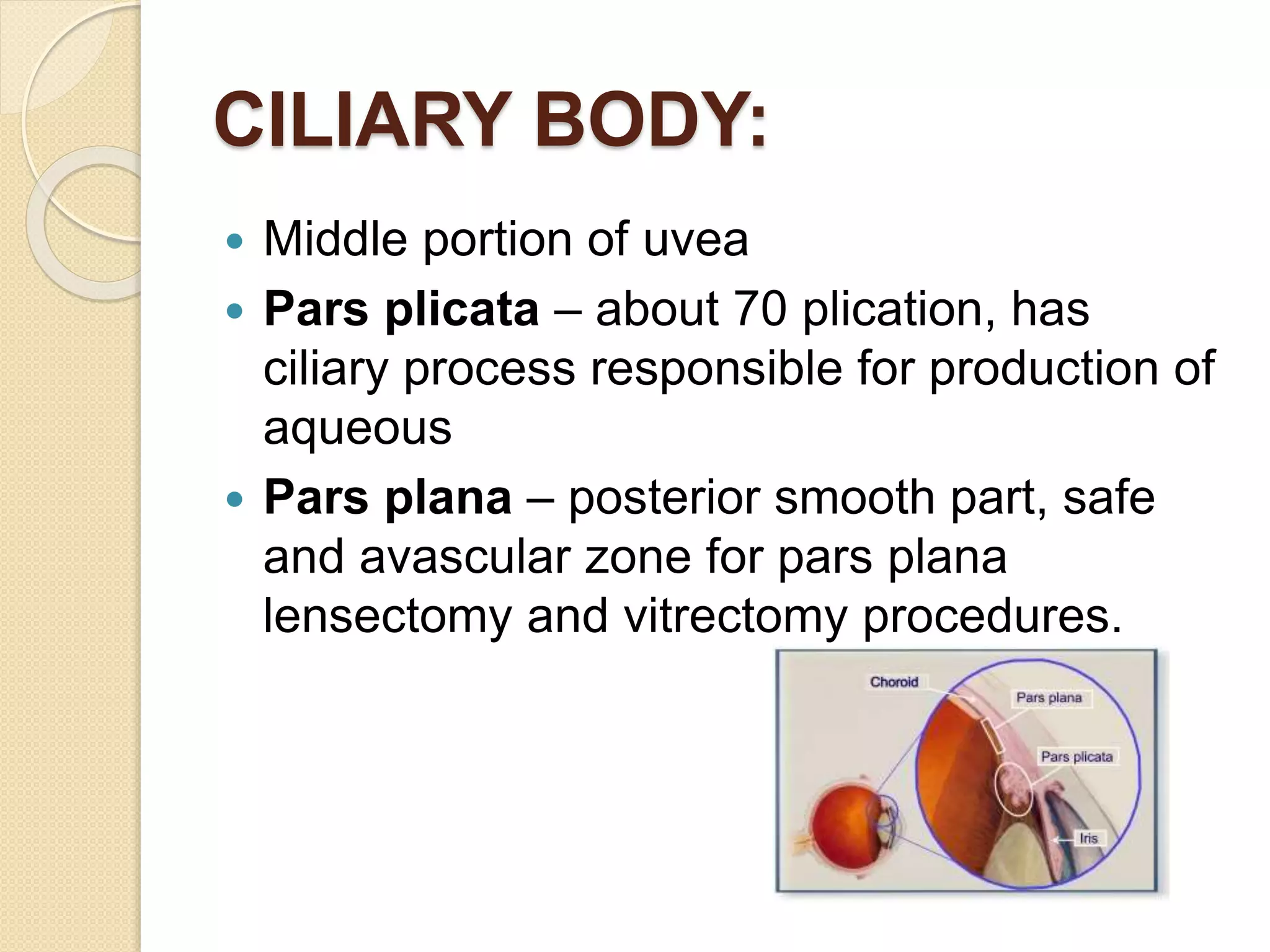 Anatomy of eye, oculocardiac reflex | PPTX