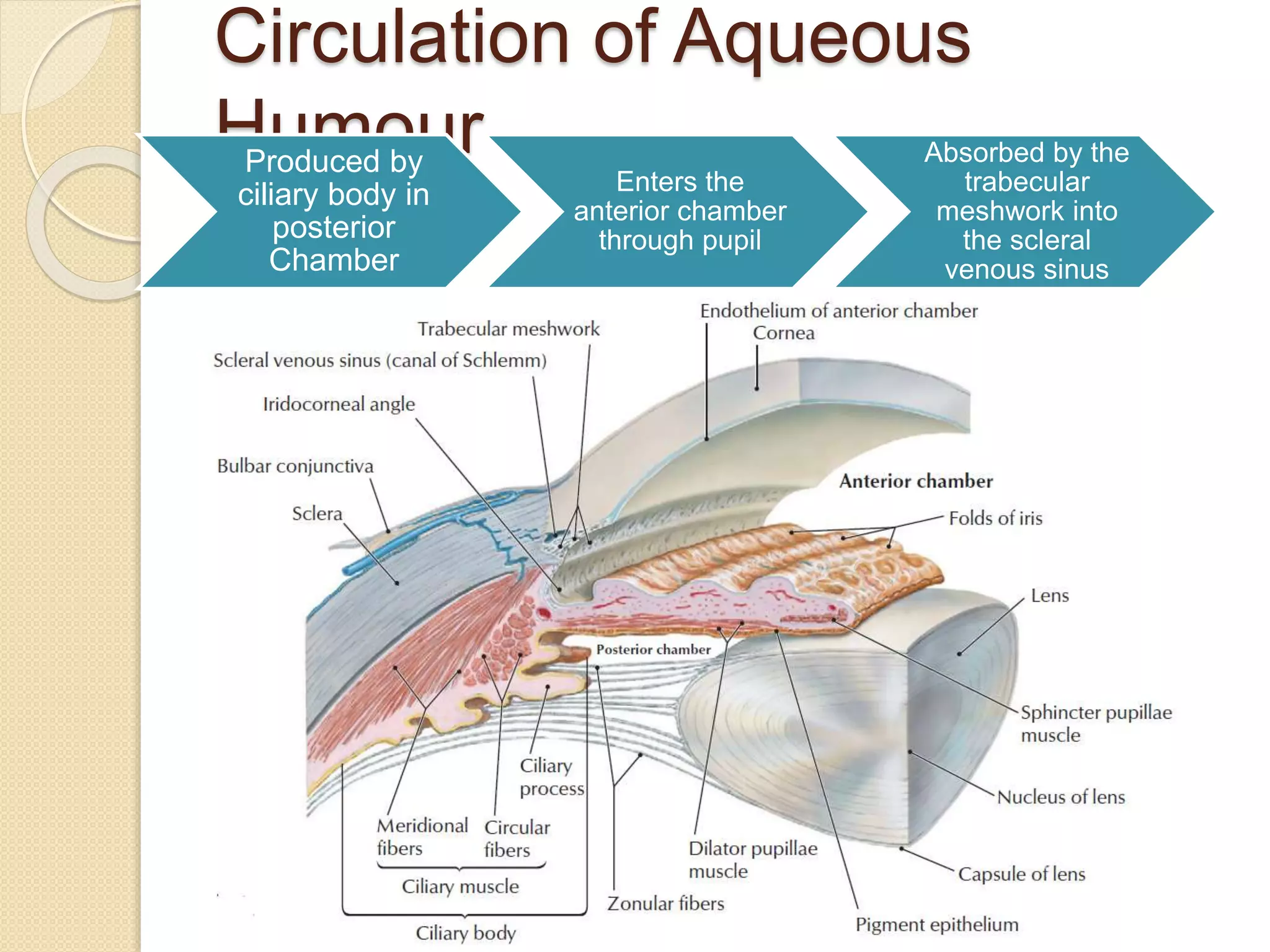 Anatomy of eye, oculocardiac reflex | PPTX