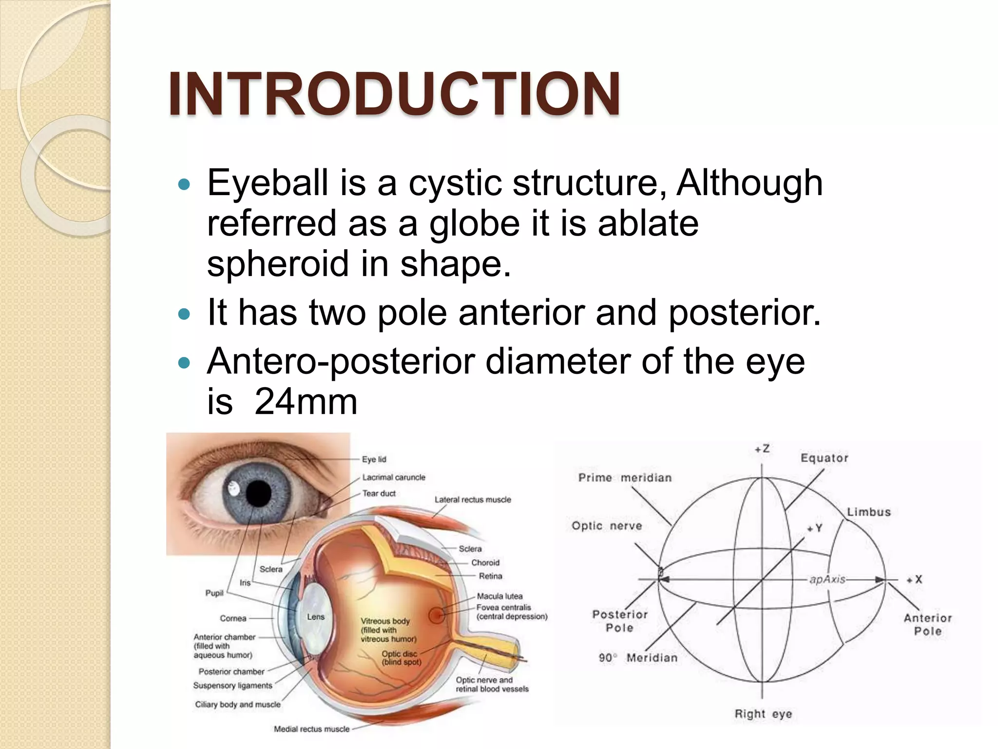 Anatomy of eye, oculocardiac reflex | PPTX