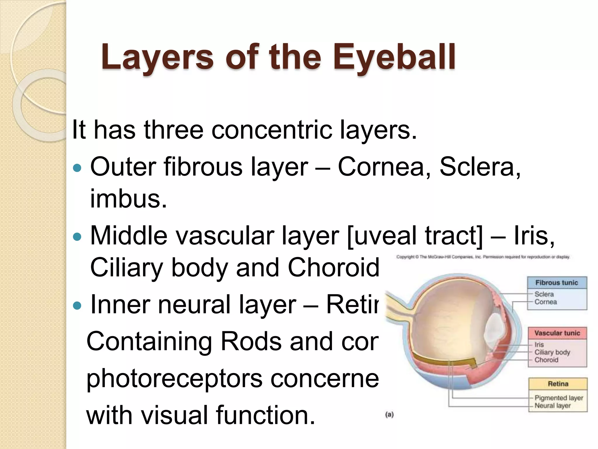 Anatomy of eye, oculocardiac reflex | PPTX