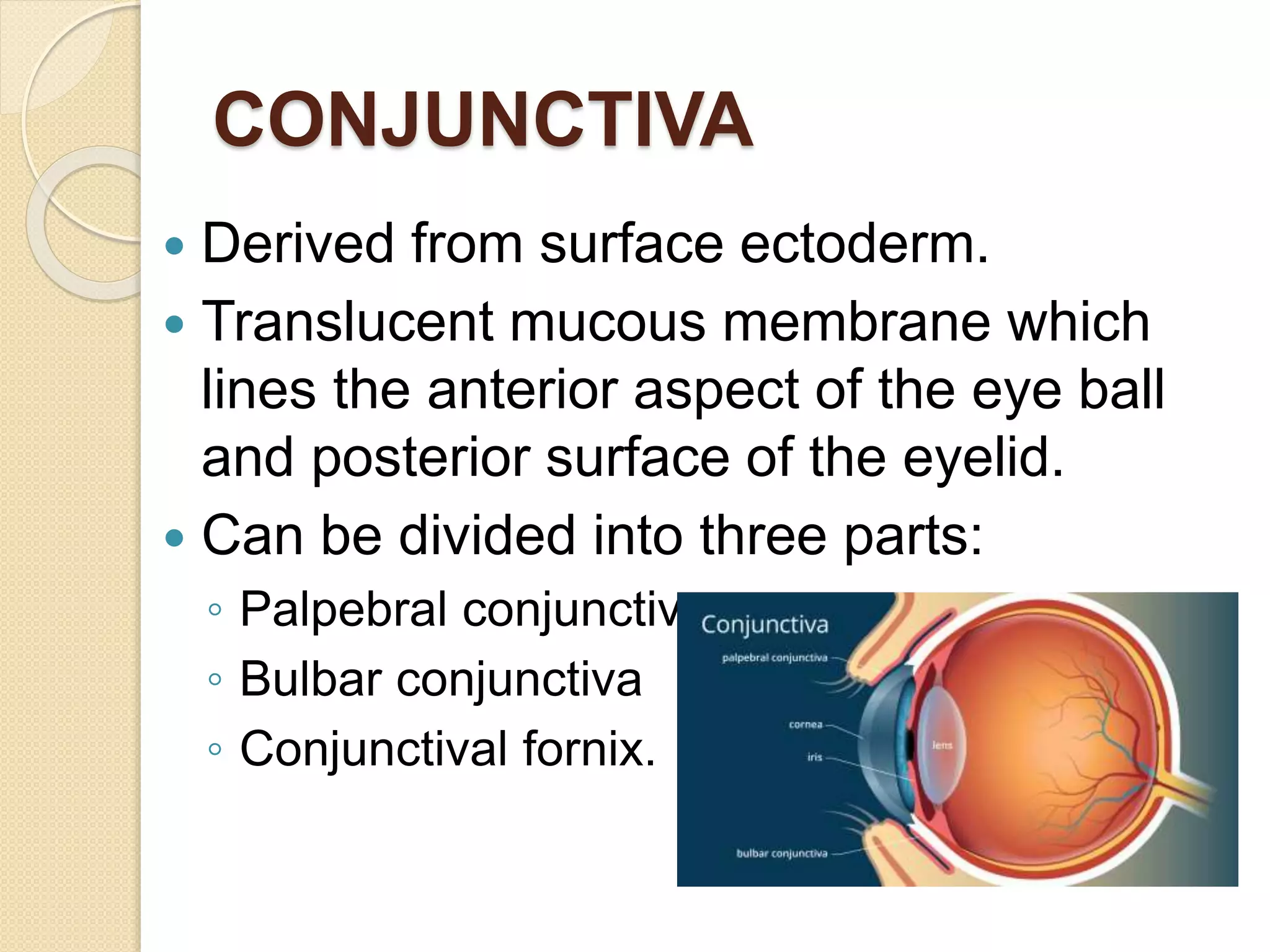 Anatomy of eye, oculocardiac reflex | PPTX