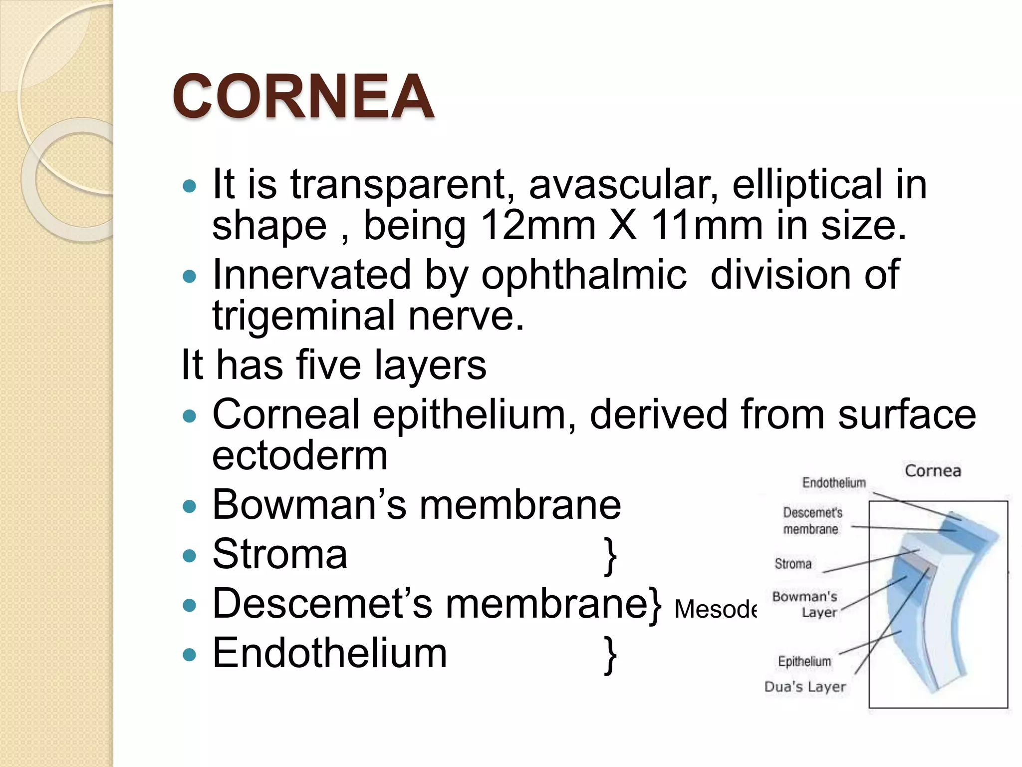 Anatomy of eye, oculocardiac reflex | PPTX