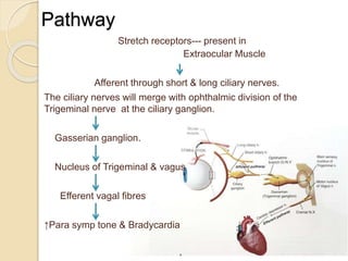 Anatomy of eye, oculocardiac reflex | PPTX