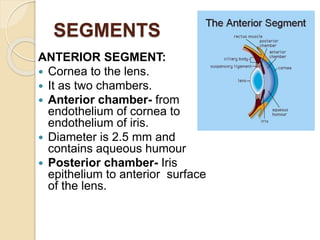 Anatomy of eye, oculocardiac reflex | PPTX