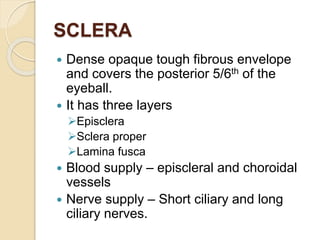 Anatomy of eye, oculocardiac reflex | PPTX