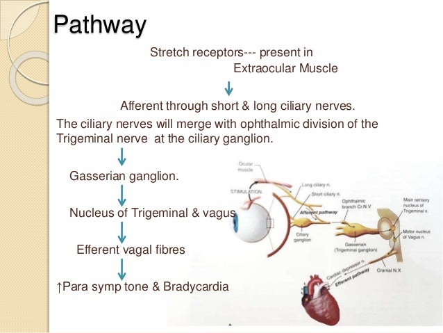 Anatomy of eye, oculocardiac reflex
