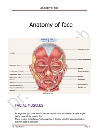Face Anatomy And Physiology