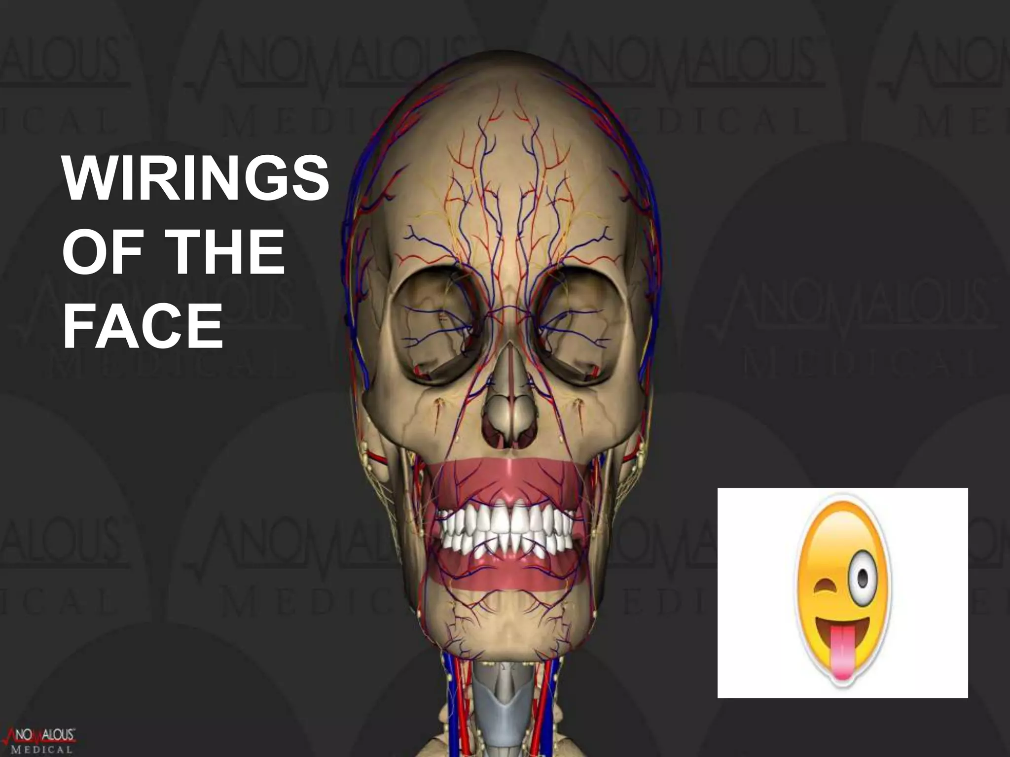 Anatomy of face | PPTX | Ear, Nose and Throat Conditions | Diseases and ...