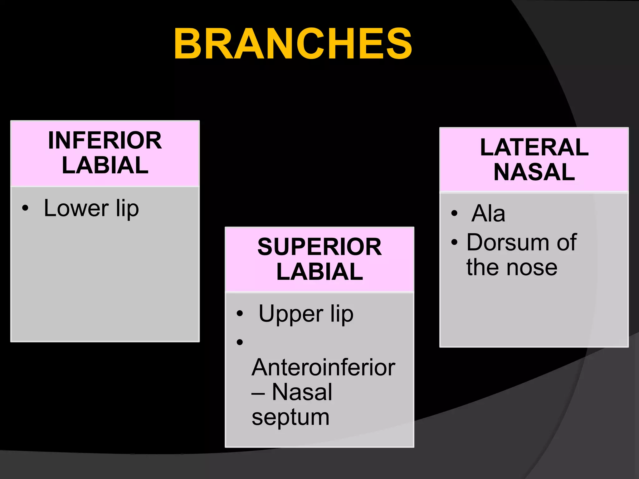 Anatomy of face | PPTX