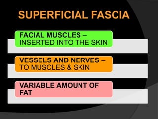 Anatomy of face | PPTX