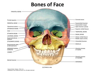 Anatomy of face | PPT