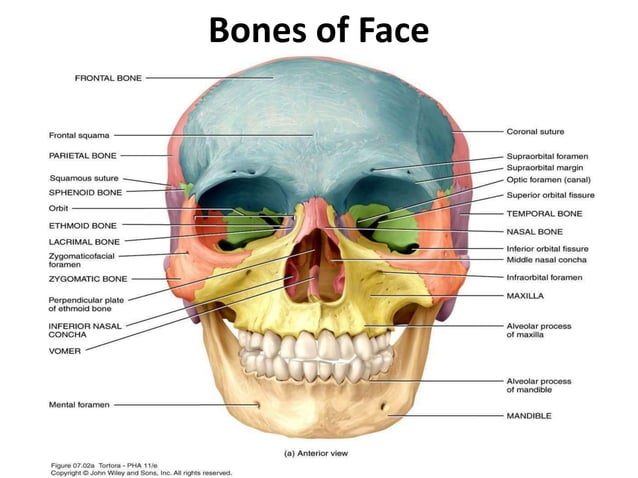 Anatomy of face