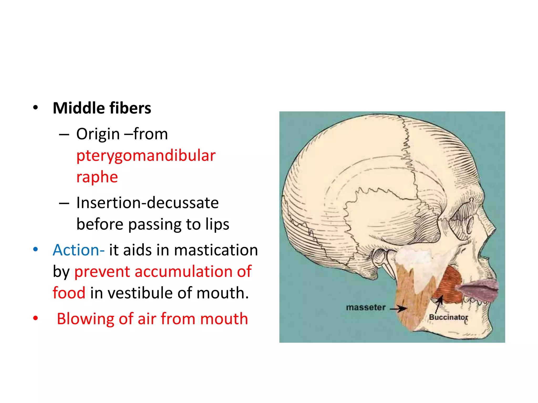 ANATOMY OF FACE.pptx