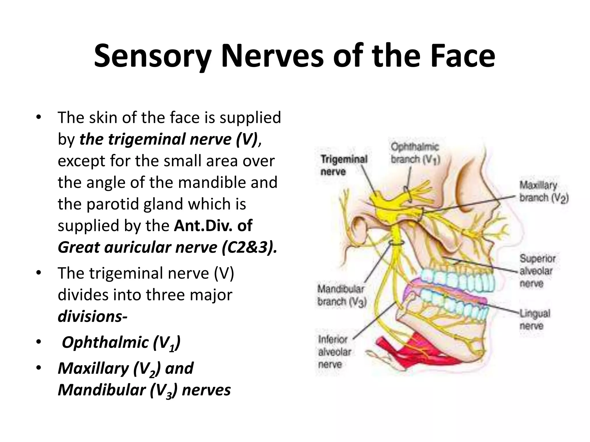 ANATOMY OF FACE.pptx