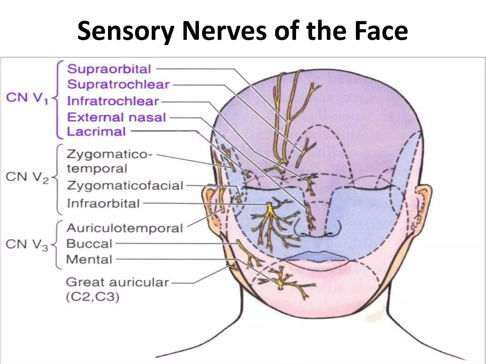 ANATOMY OF FACE.pptx