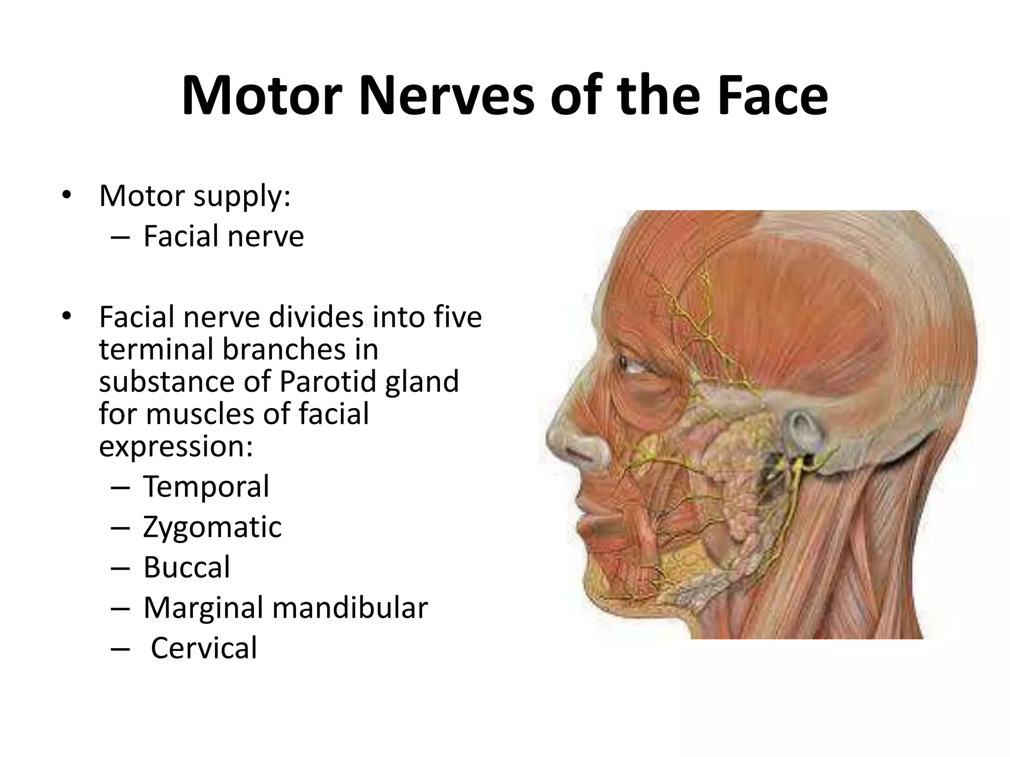 ANATOMY OF FACE.pptx