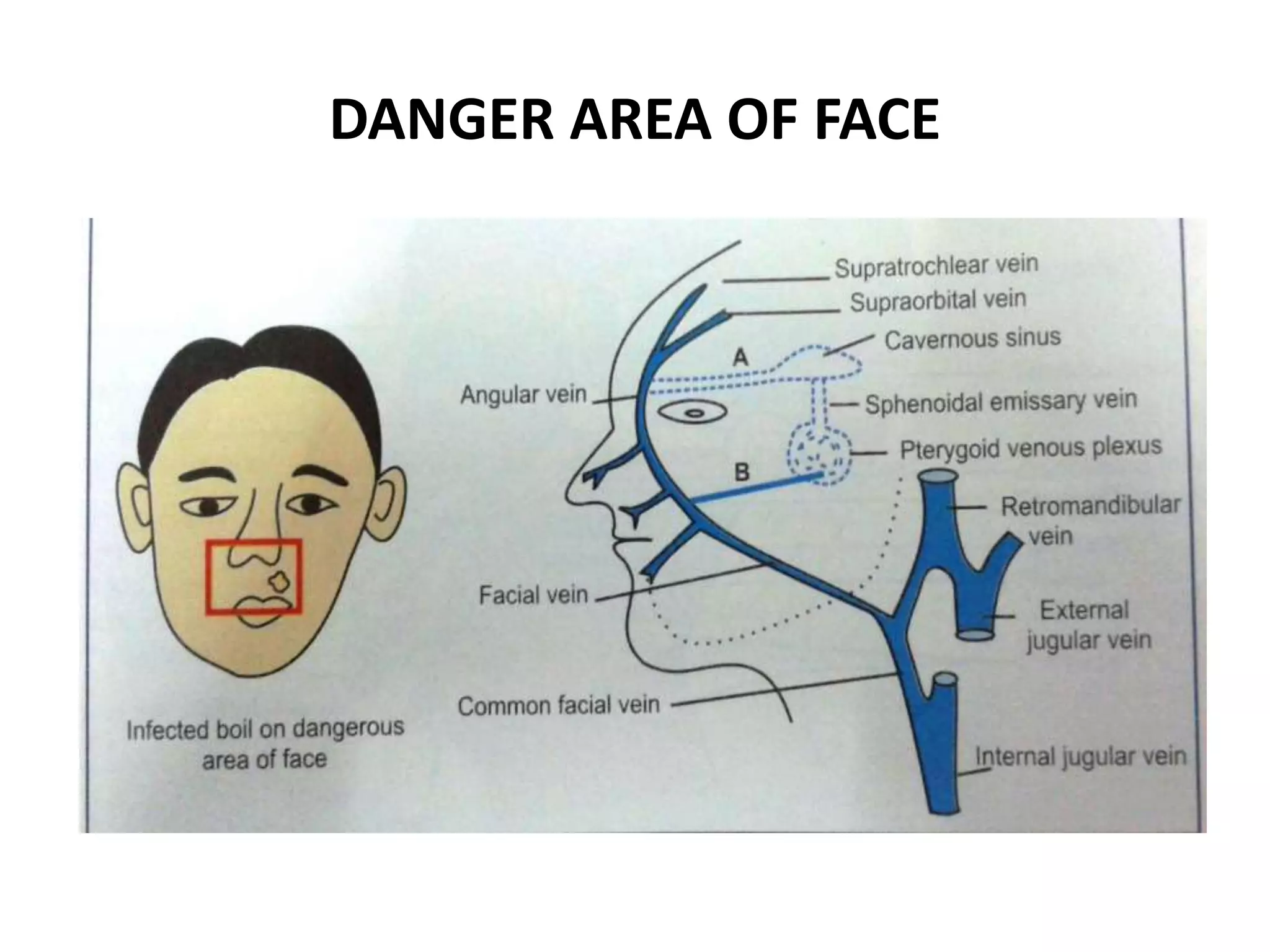 ANATOMY OF FACE.pptx