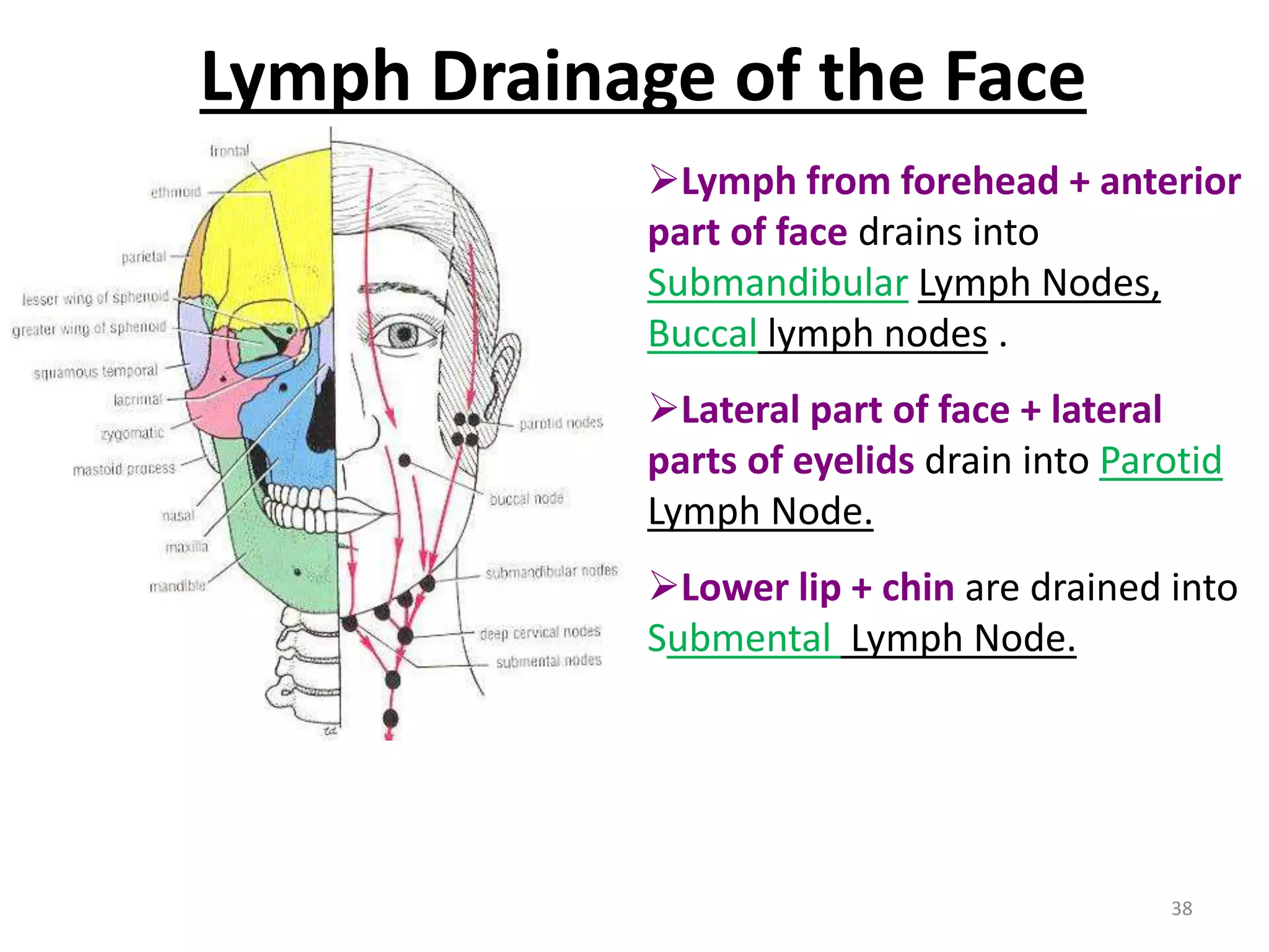 ANATOMY OF FACE.pptx
