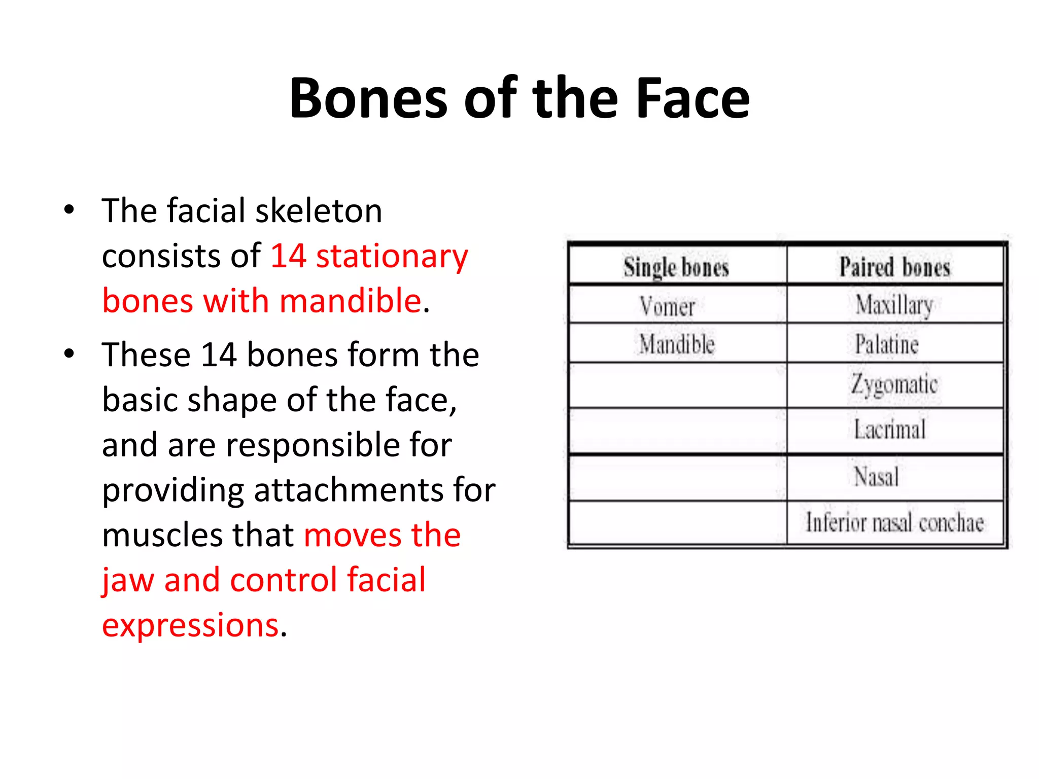 ANATOMY OF FACE.pptx