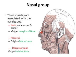ANATOMY OF FACE.pptx