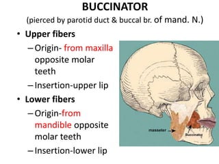 ANATOMY OF FACE.pptx