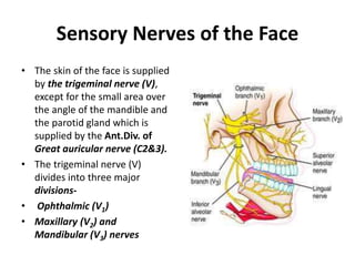 ANATOMY OF FACE.pptx